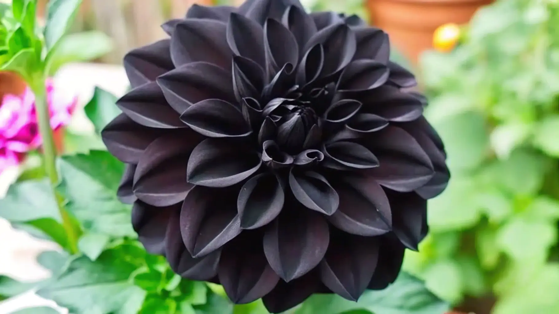 Black Dahlia Flower: Mystical Elegance for Your Garden