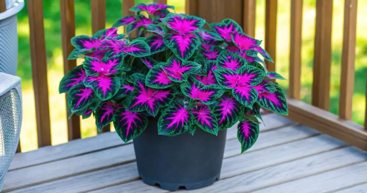 Black Dragon Plant: The Ultimate Care and Growth Guide