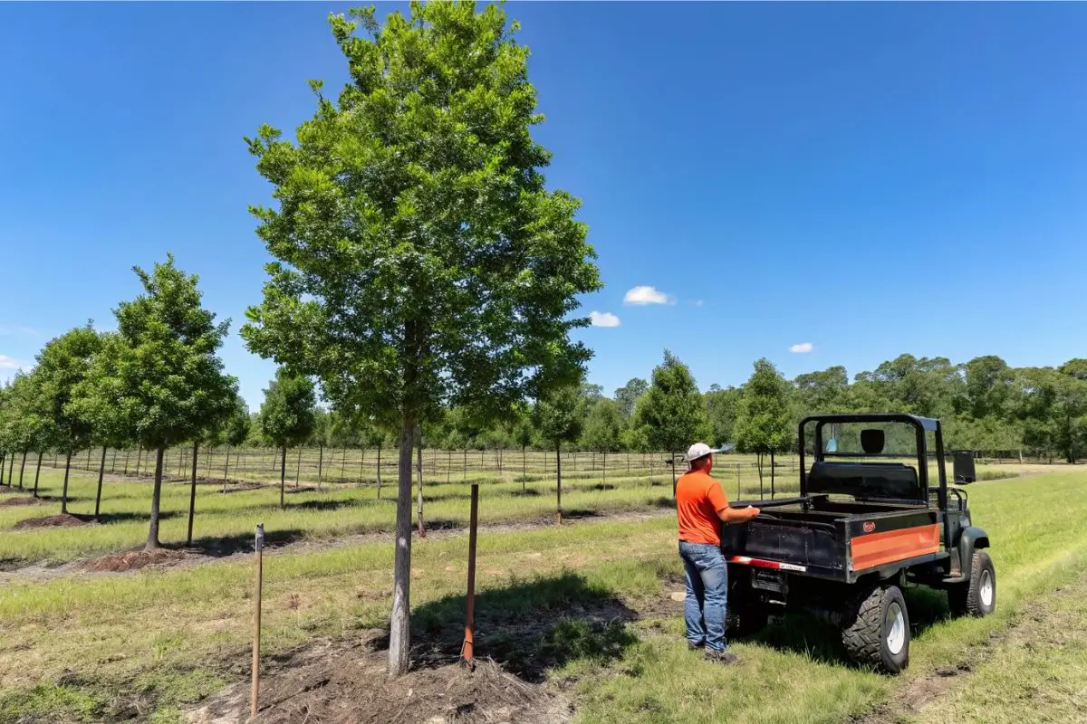 How Big Does a Japanese Blueberry Tree Get?
