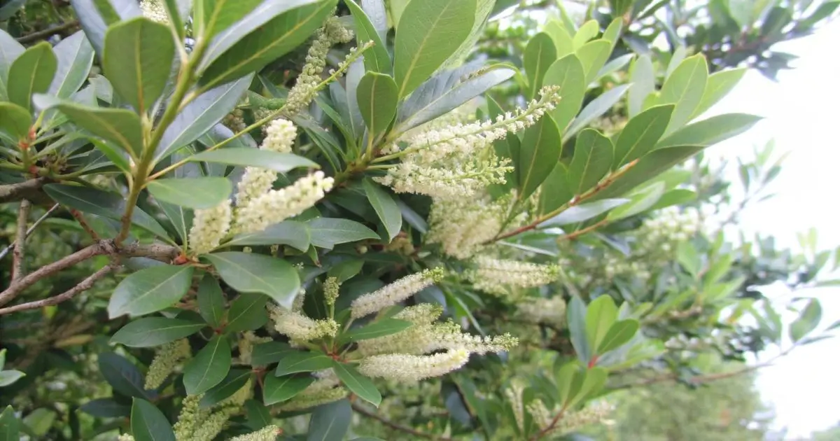 Japanese Blueberry Tree: The Perfect Ornamental Evergreen