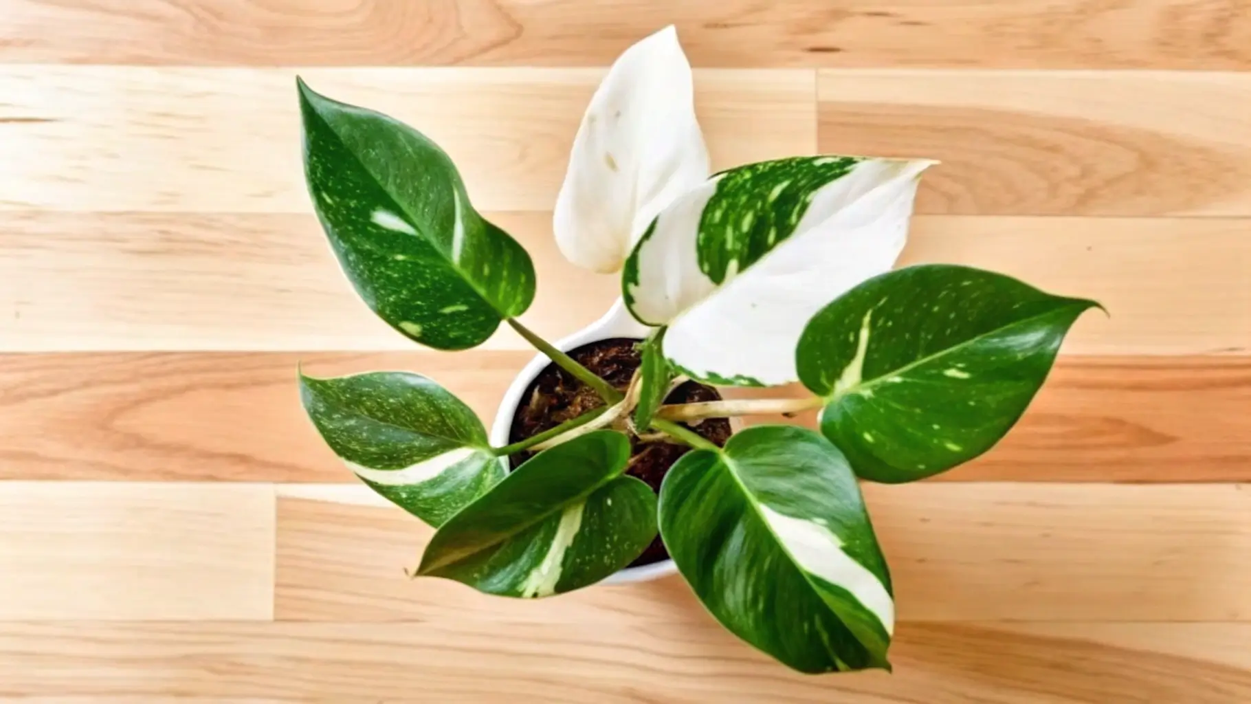 White Princess Philodendron: The Ultimate Care Guide
