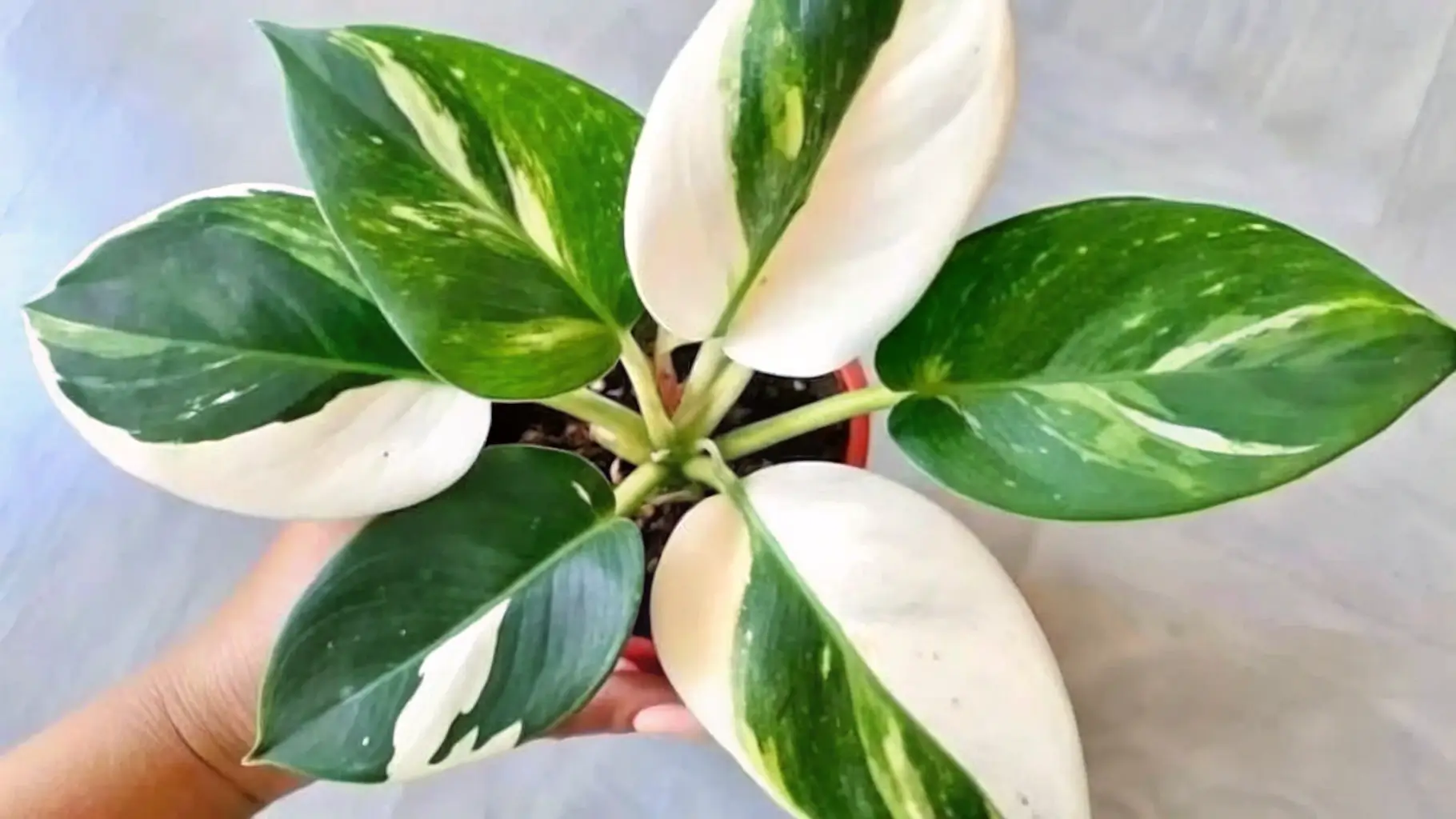 White Wizard Philodendron: Ultimate Care and Growing Guide