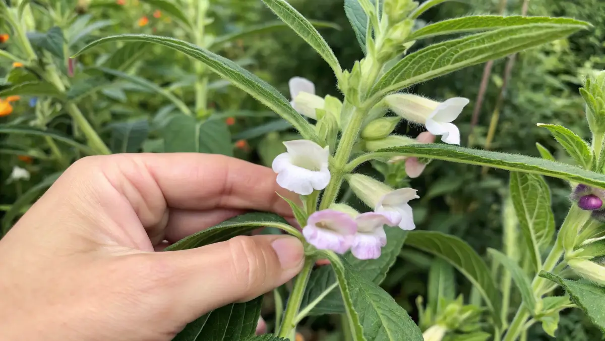 Can sesame grow in the US?