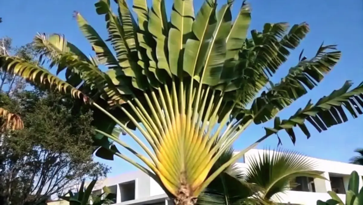 Travelers Palm Growing and Care: The Ultimate 2025 Guide