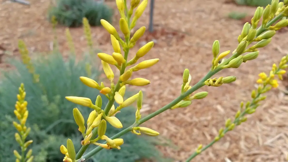 Yellow Yucca Plant: Proven Growing and Care Tips