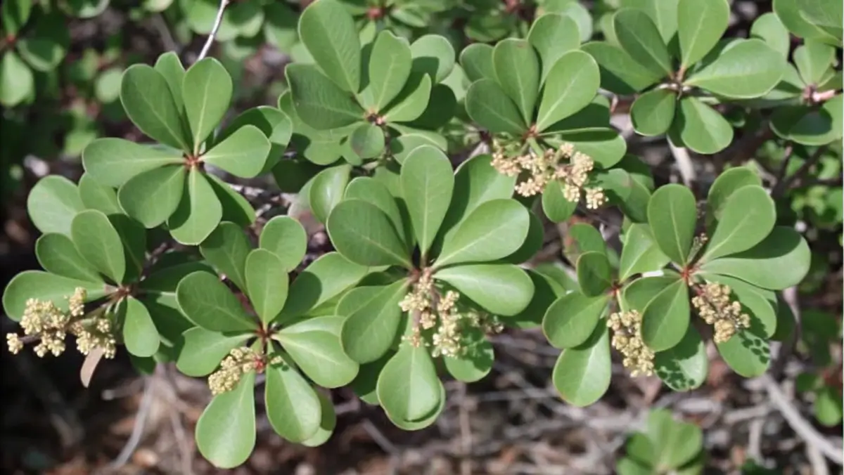 Black Olive Tree: Grow, Care & Maintenance Tips You’ll Love