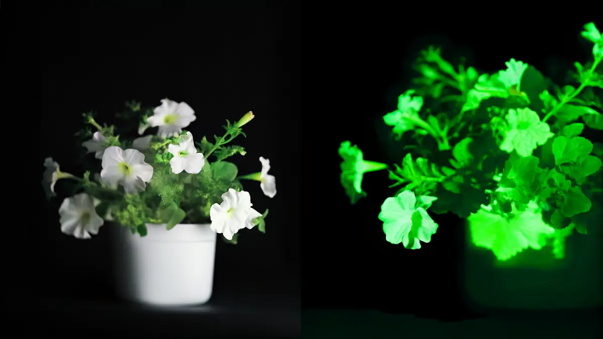 Firefly Petunia: Glow in the Dark Blooms for Your Garden
